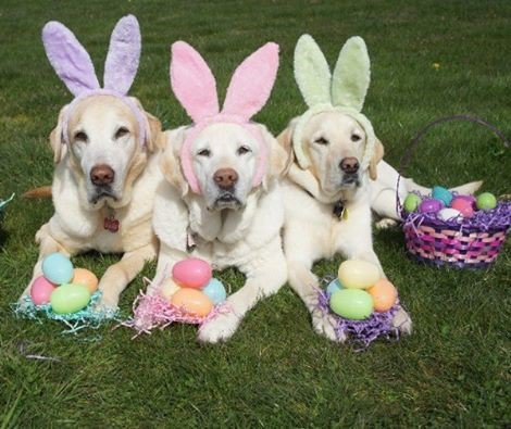 Puppy Palace Easter Event